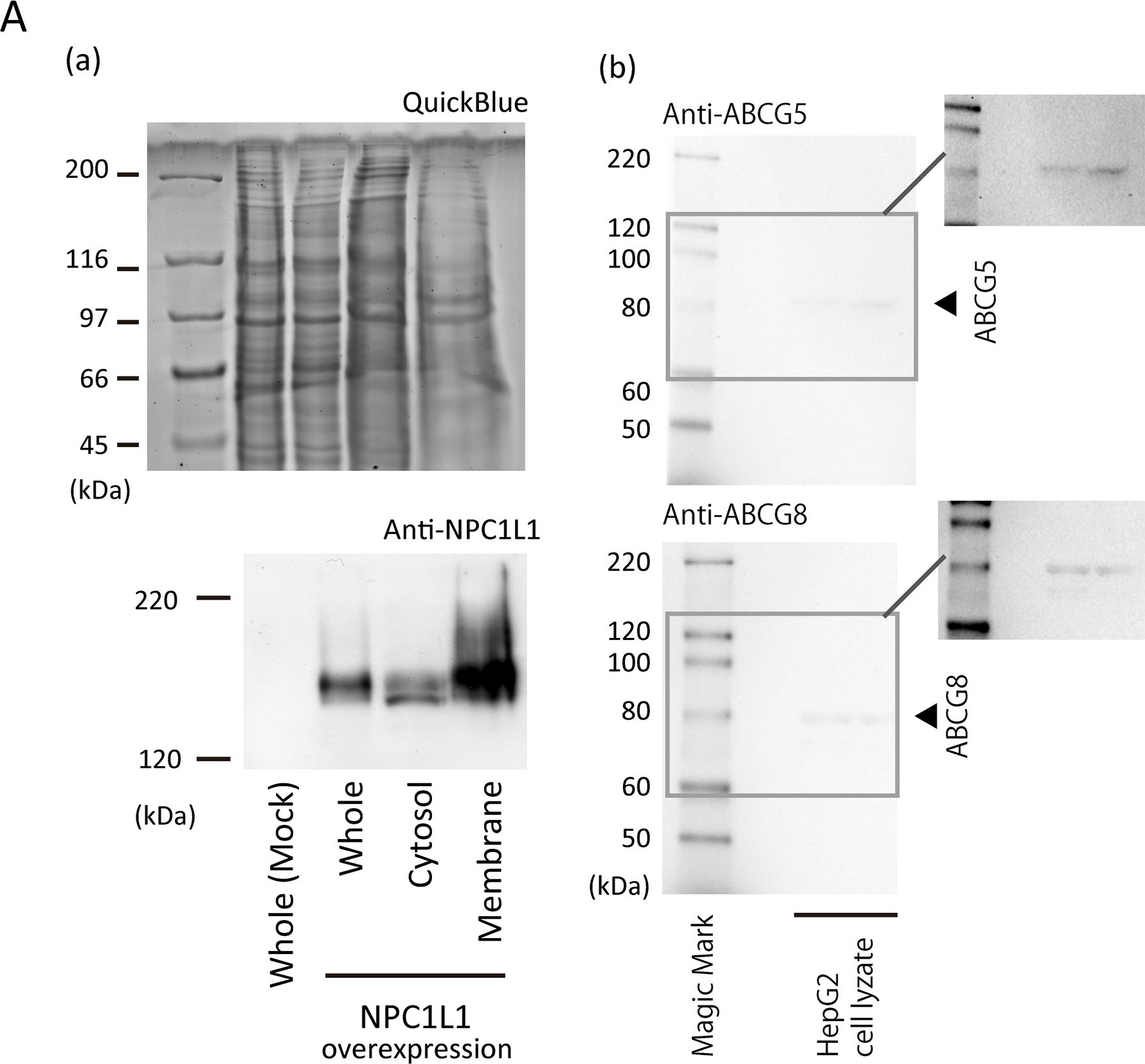 ABCG5 antibodies - Antibody search engine - CiteAb