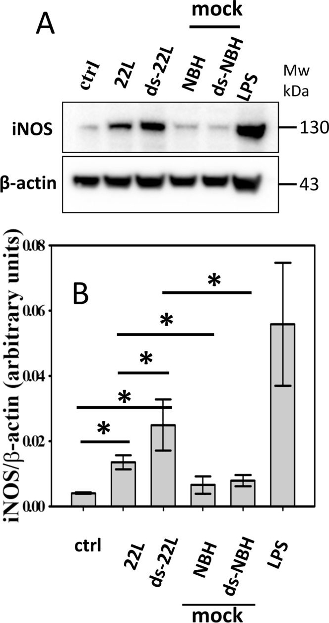 iNOS antibodies - Antibody search engine - CiteAb