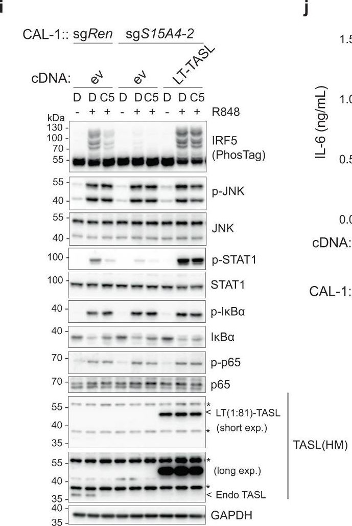 TASL antibodies - Antibody search engine - CiteAb