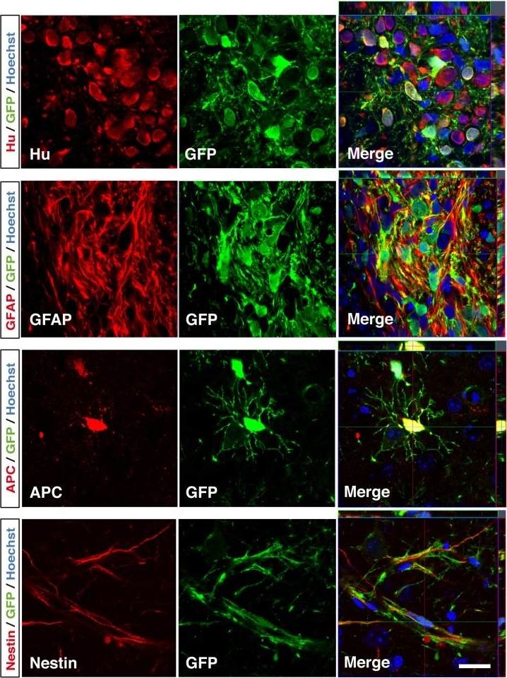 CC1 antibodies - Antibody search engine - CiteAb