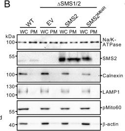 SMS2 antibodies - Antibody search engine - CiteAb