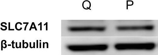 SLC7A11 antibodies - Antibody search engine - CiteAb
