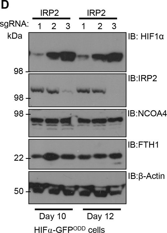 FTH1 antibodies - Antibody search engine - CiteAb