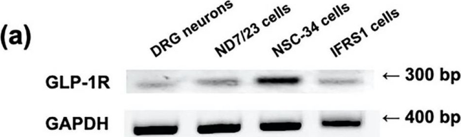 GLP1R antibodies - Antibody search engine - CiteAb