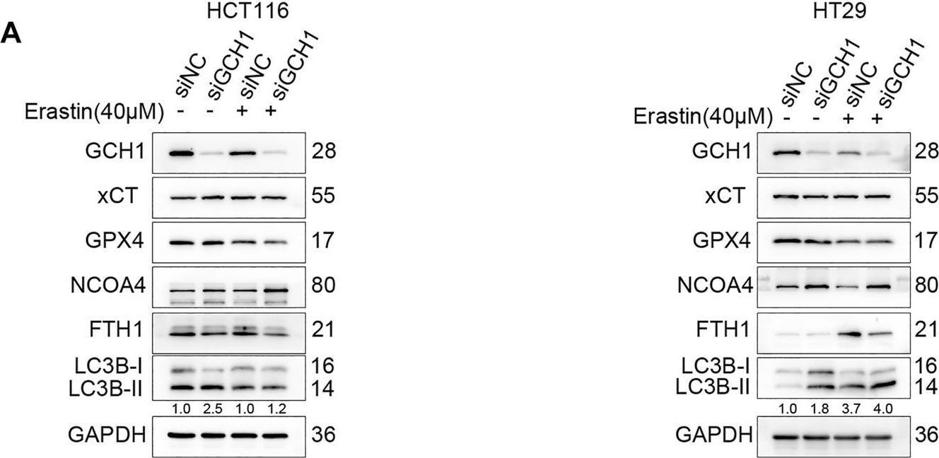 GCH1 antibodies - Antibody search engine - CiteAb