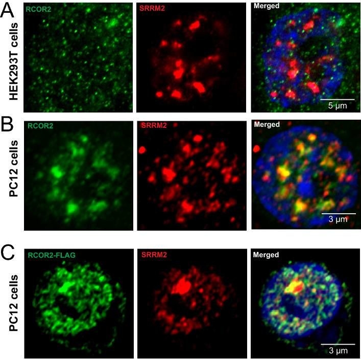 SRRM2 antibodies - Antibody search engine - CiteAb