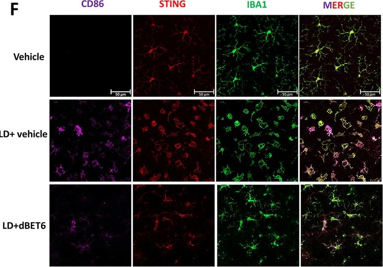 iba-1 antibodies - Antibody search engine - CiteAb
