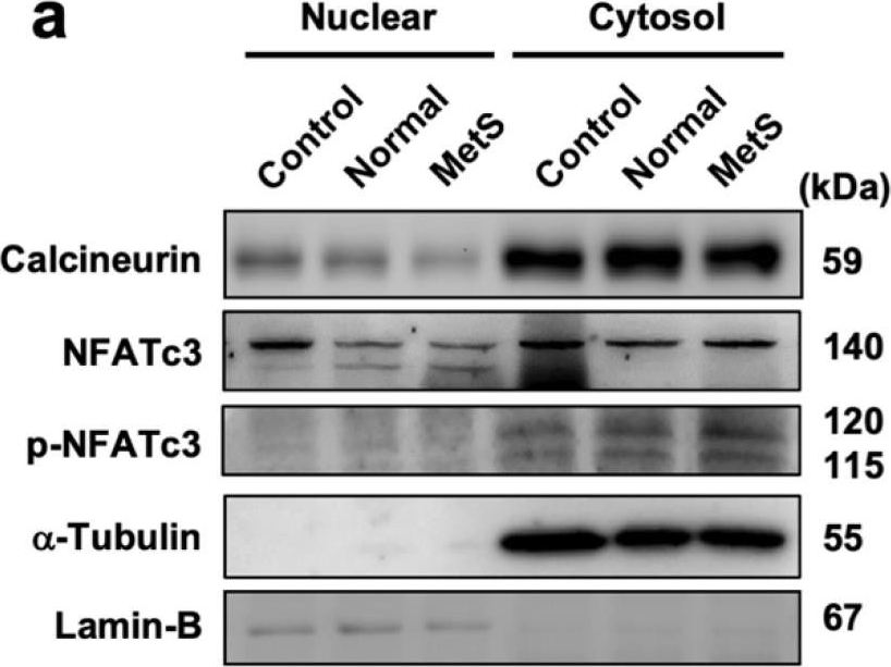 NFAT4 antibodies - Antibody search engine - CiteAb