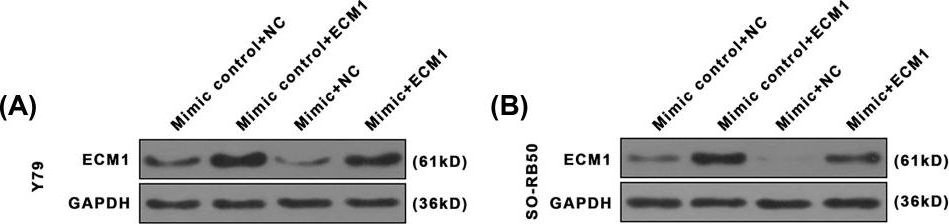 ECM1 antibodies - Antibody search engine - CiteAb