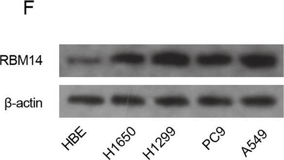 RBM14 antibodies - Antibody search engine - CiteAb
