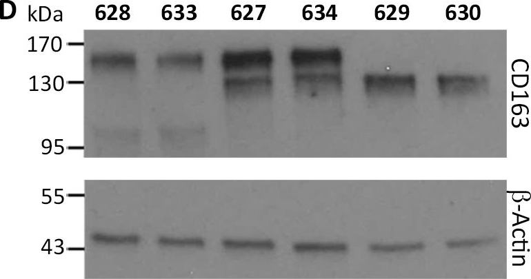 CD163 antibodies - Antibody search engine - CiteAb