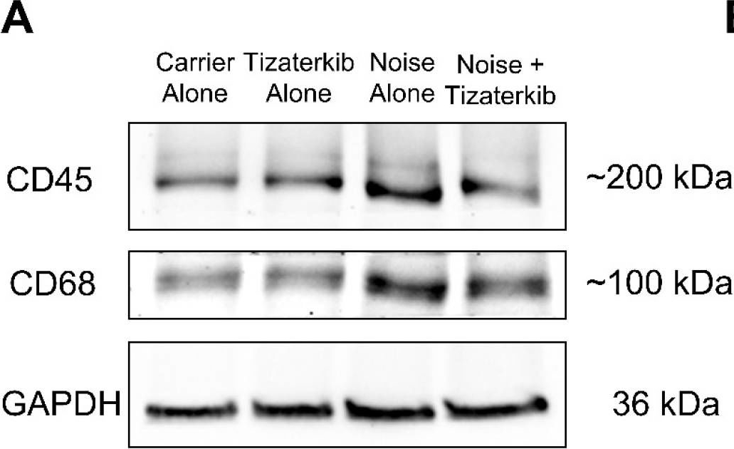 CD45 antibodies - Antibody search engine - CiteAb
