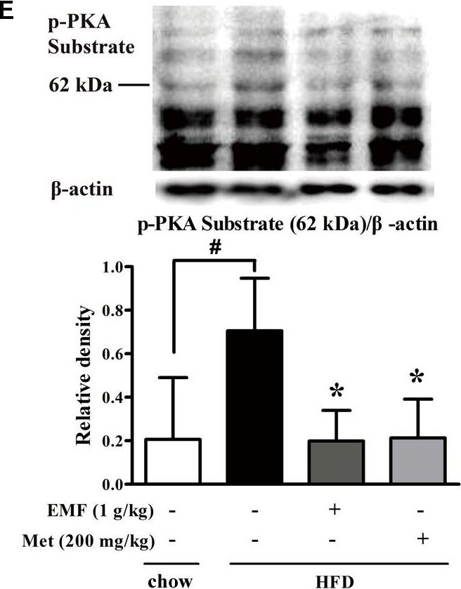 PKA antibodies - Antibody search engine - CiteAb