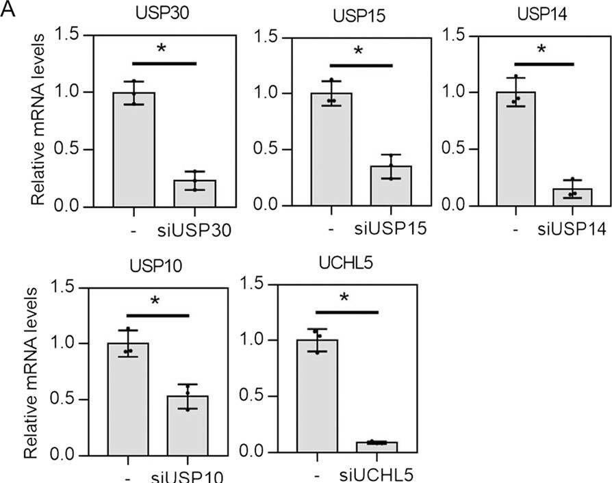 USP30 antibodies - Antibody search engine - CiteAb