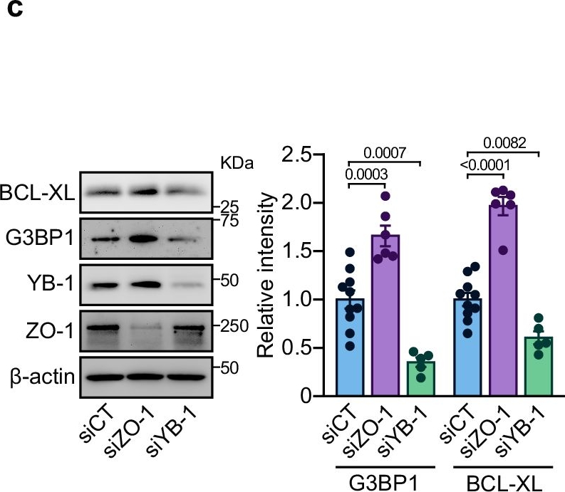 G3BP1 antibodies - Antibody search engine - CiteAb