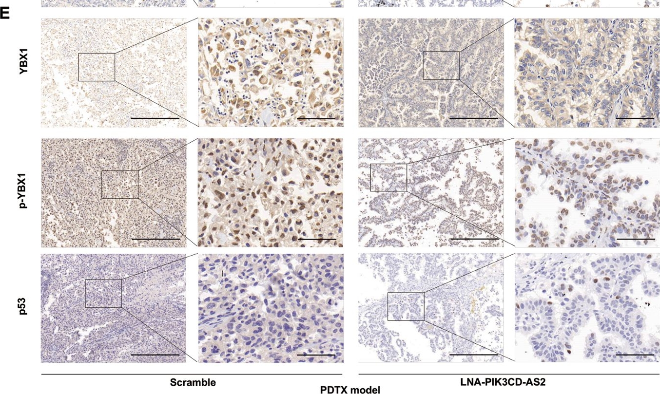 NF1 antibodies - Antibody search engine - CiteAb