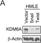 kdm6a antibodies - Antibody search engine - CiteAb