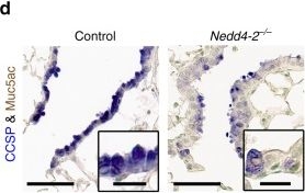 Muc5ac antibodies - Antibody search engine - CiteAb
