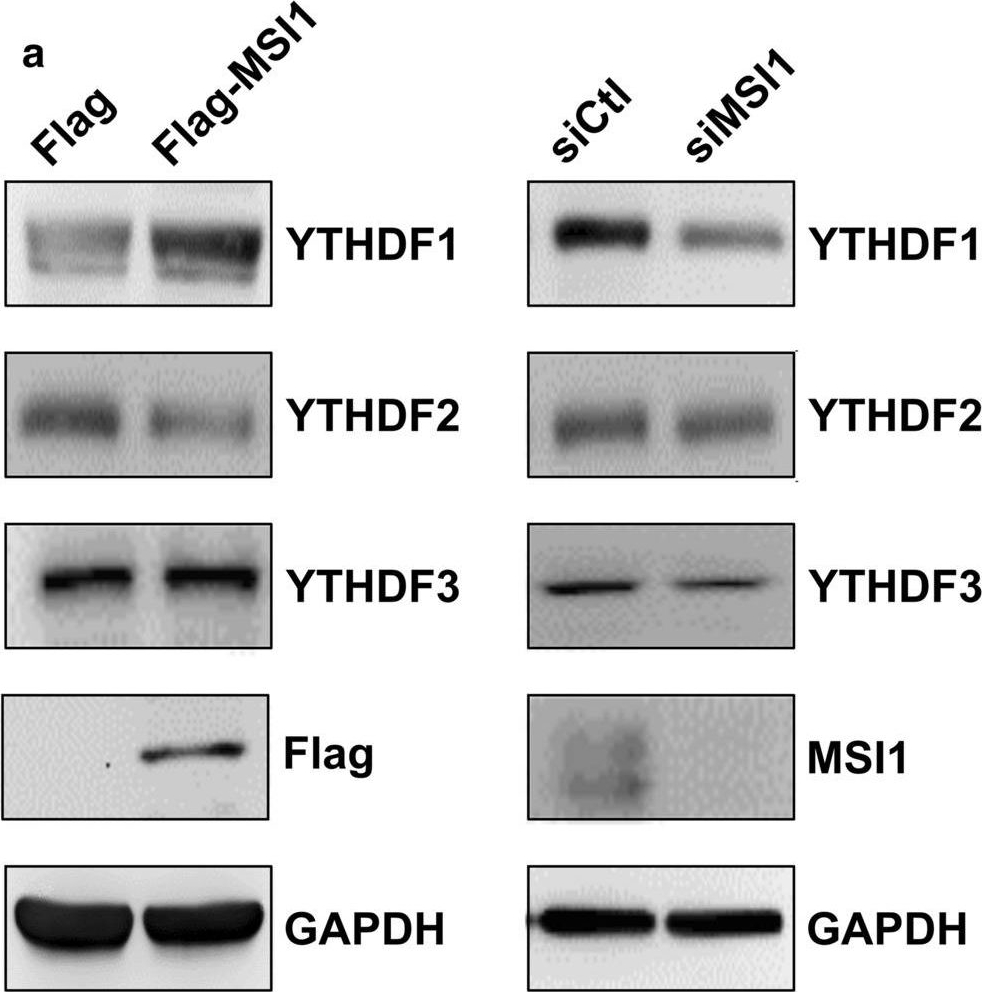 YTHDF1 antibodies - Antibody search engine - CiteAb