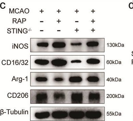 CD206 antibodies - Antibody search engine - CiteAb