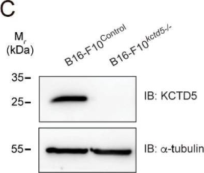 KCTD5 antibodies - Antibody search engine - CiteAb