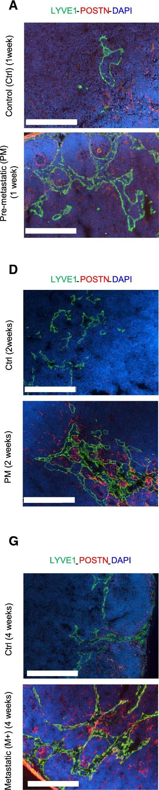 LYVE1 antibodies - Antibody search engine - CiteAb