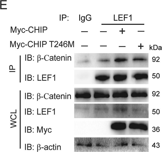 LEF1 antibodies - Antibody search engine - CiteAb
