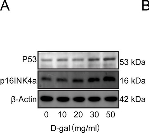 P16 antibodies - Antibody search engine - CiteAb
