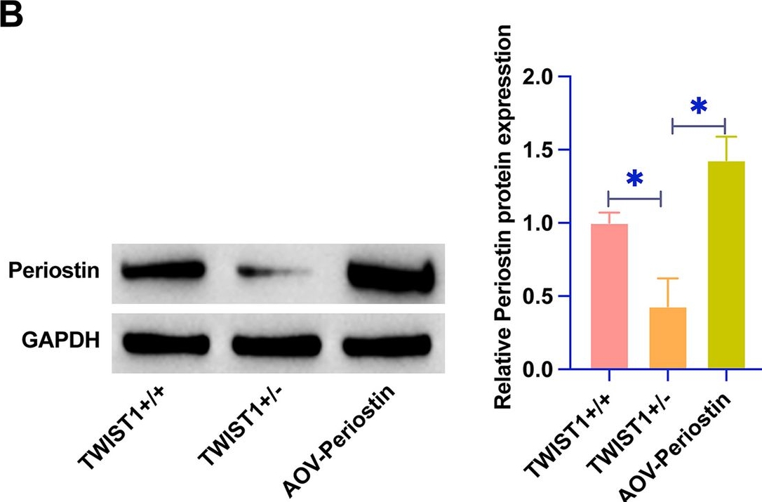 Postn antibodies - Antibody search engine - CiteAb