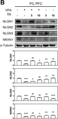 Nrxn1 antibodies - Antibody search engine - CiteAb