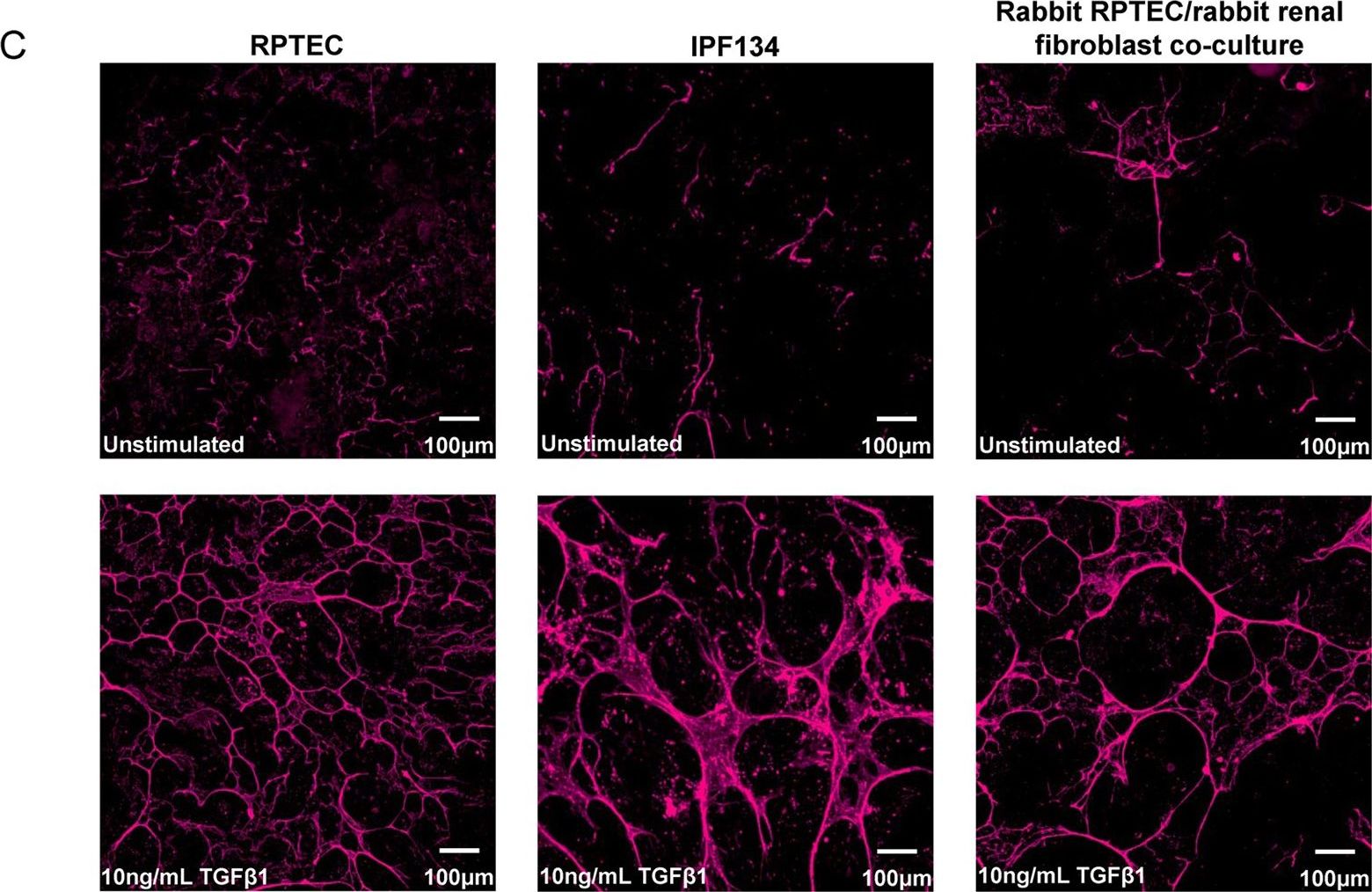 TGFb1 antibodies - Antibody search engine - CiteAb