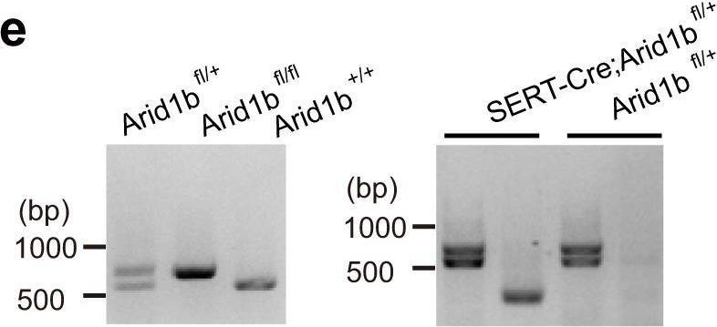 ARID1B antibodies - Antibody search engine - CiteAb