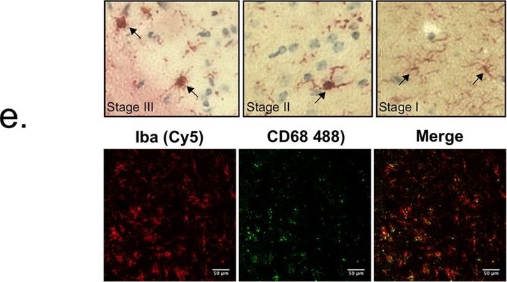 CD68 antibodies - Antibody search engine - CiteAb