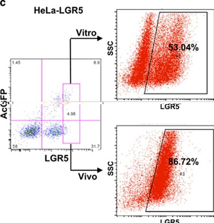 LGR5 antibodies - Antibody search engine - CiteAb