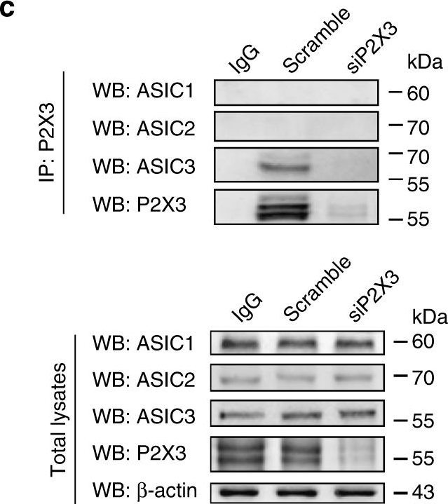 asic2 antibodies - Antibody search engine - CiteAb