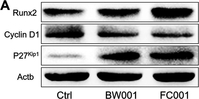 RUNX2 antibodies - Antibody search engine - CiteAb