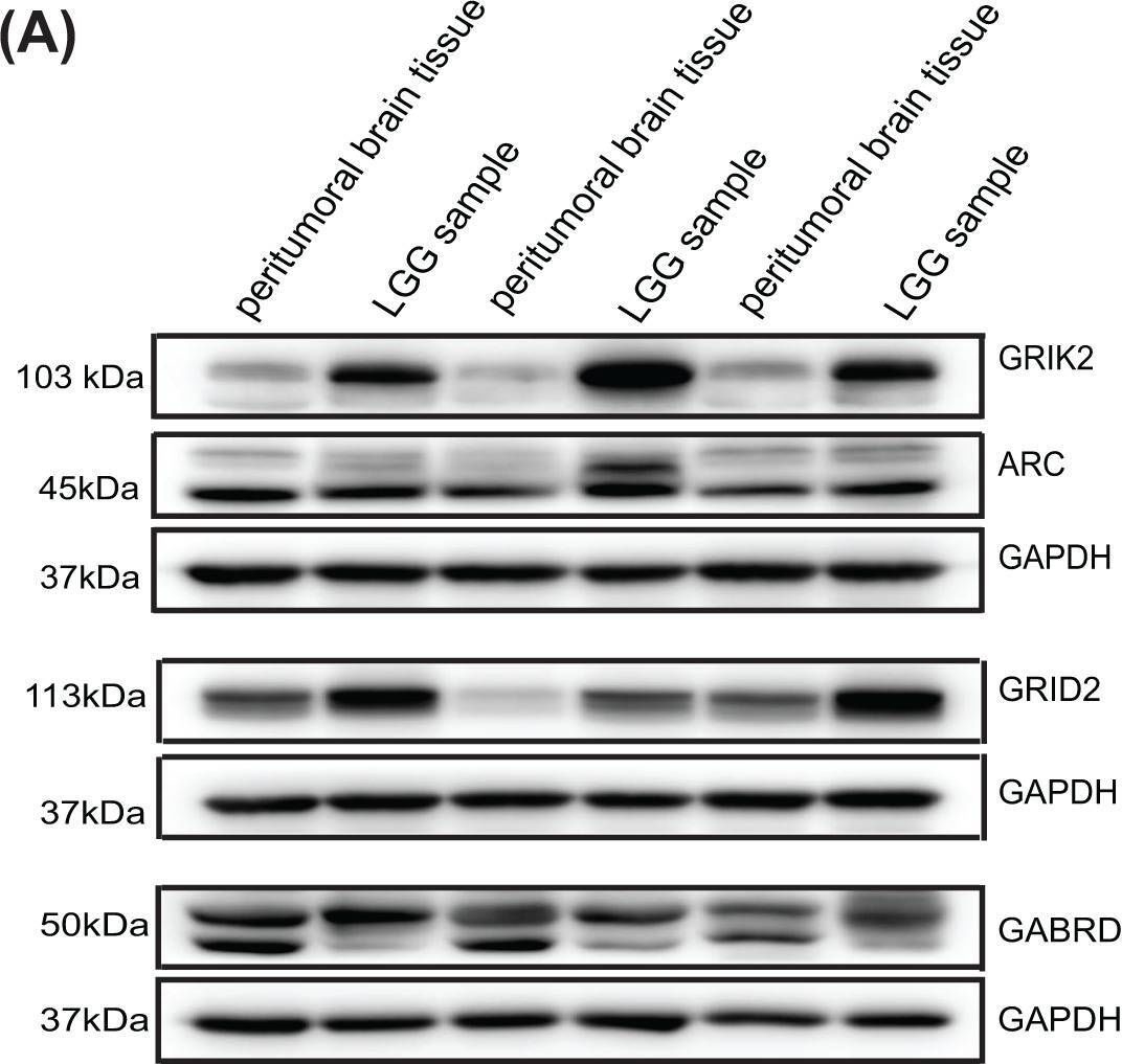 Q7LC44 antibodies - Antibody search engine - CiteAb