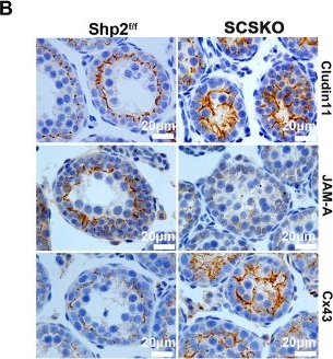 claudin11 antibodies - Antibody search engine - CiteAb