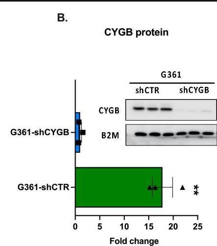 CYGB antibodies - Antibody search engine - CiteAb
