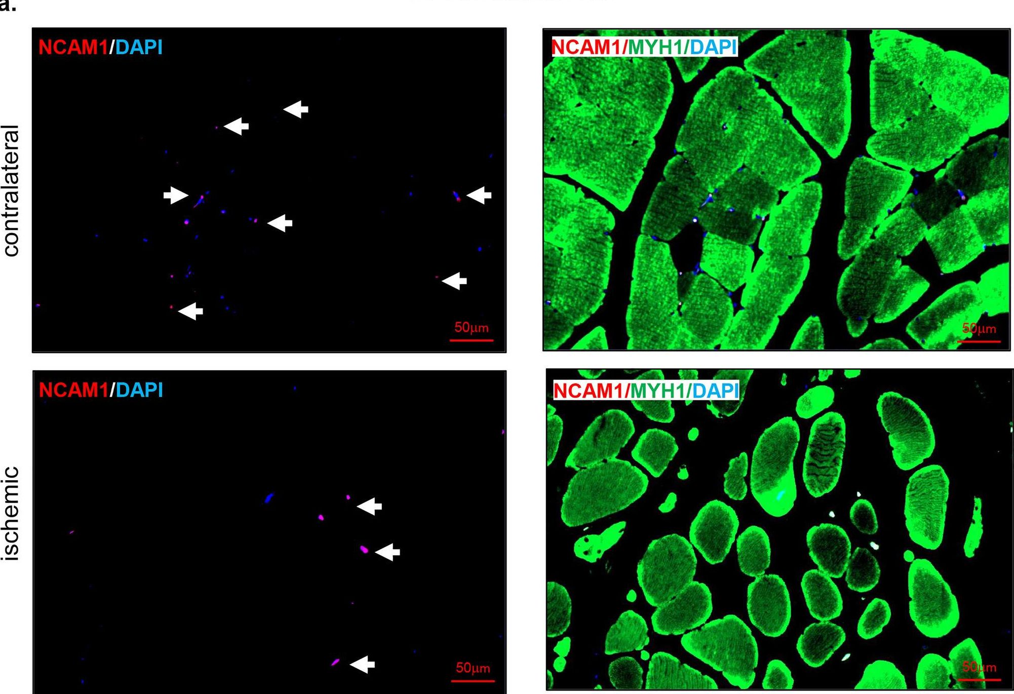 Ncam1 antibodies - Antibody search engine - CiteAb