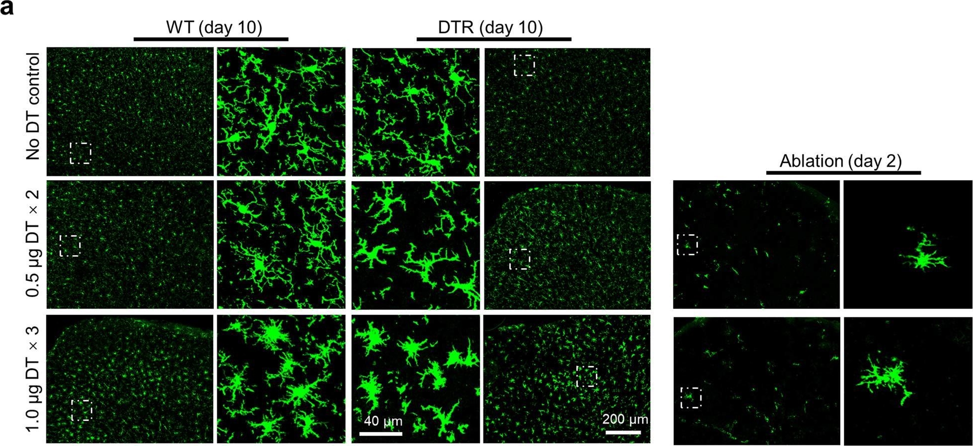 iba-1 antibodies - Antibody search engine - CiteAb