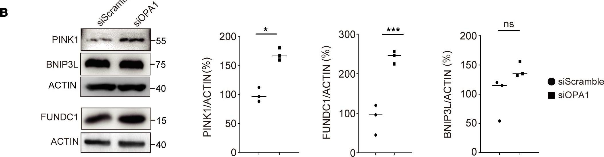 FUNDC1 antibodies - Antibody search engine - CiteAb