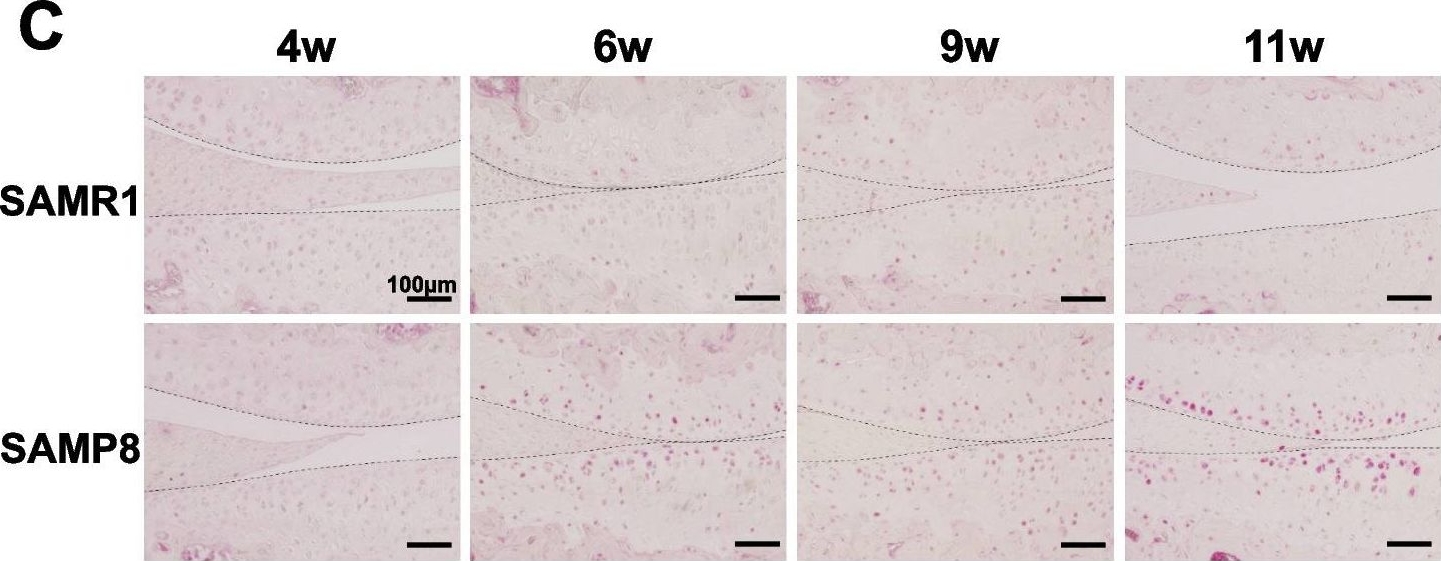 P16 antibodies - Antibody search engine - CiteAb