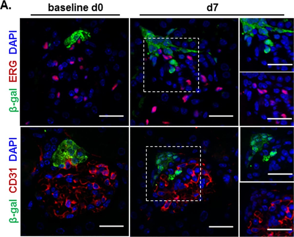 CD31 antibodies - Antibody search engine - CiteAb