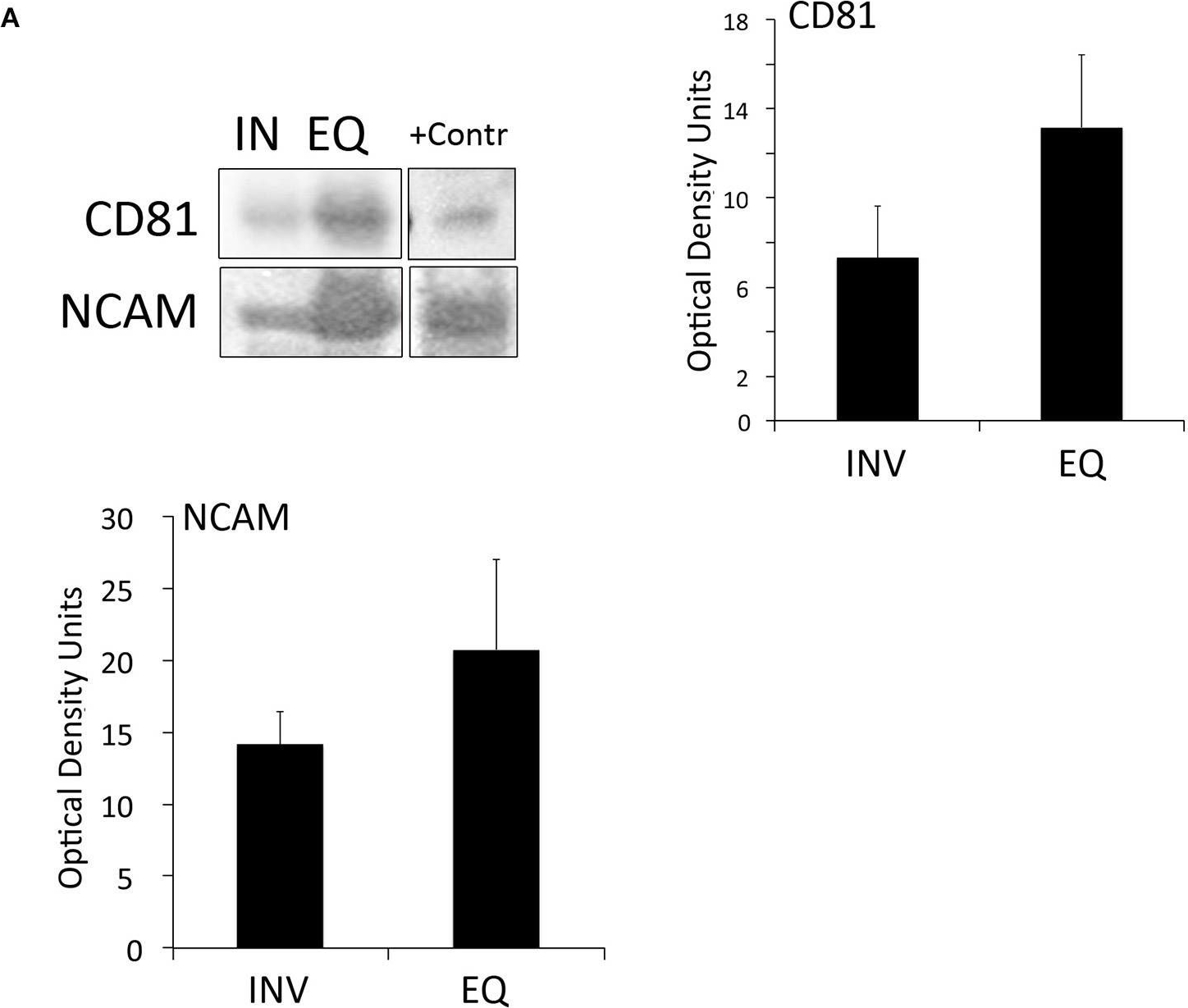 Ncam1 antibodies - Antibody search engine - CiteAb