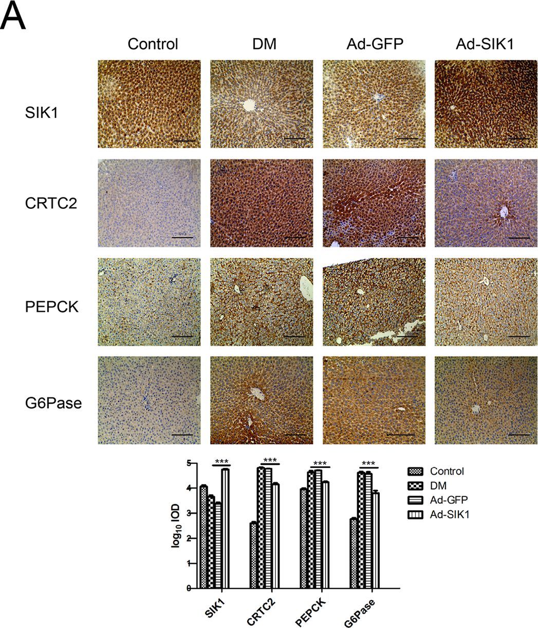 PCK1 antibodies - Antibody search engine - CiteAb