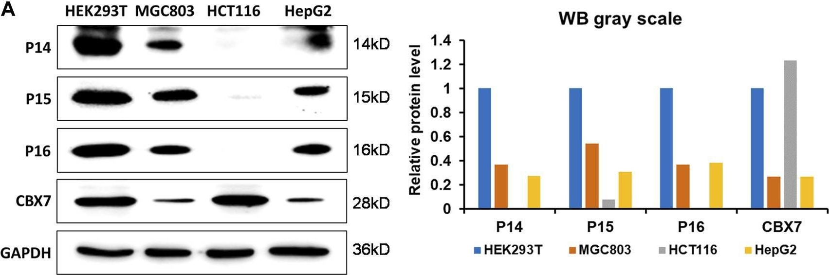 P16 antibodies - Antibody search engine - CiteAb