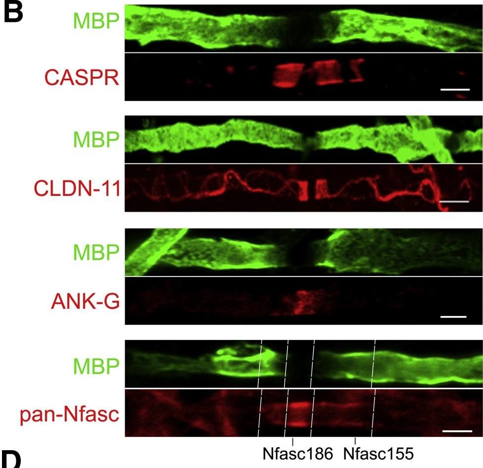 claudin11 antibodies - Antibody search engine - CiteAb