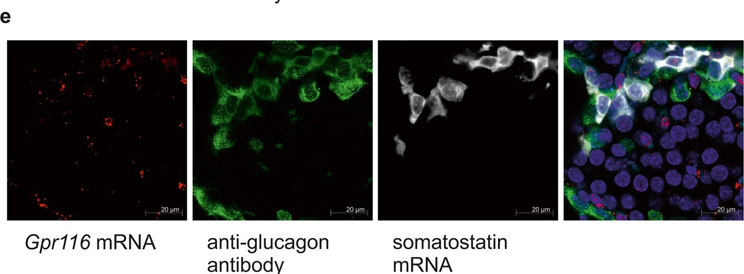 GLP-1 antibodies - Antibody search engine - CiteAb