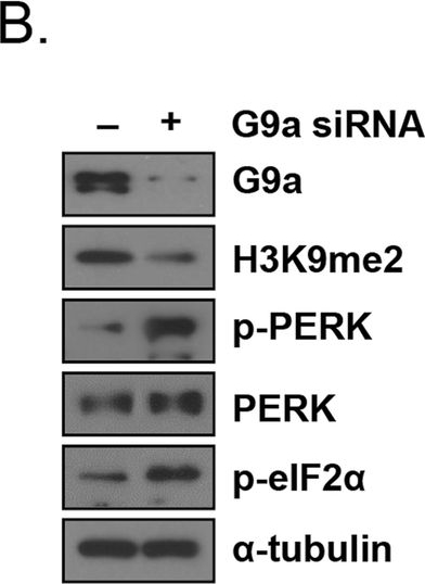 TNK1 antibodies - Antibody search engine - CiteAb